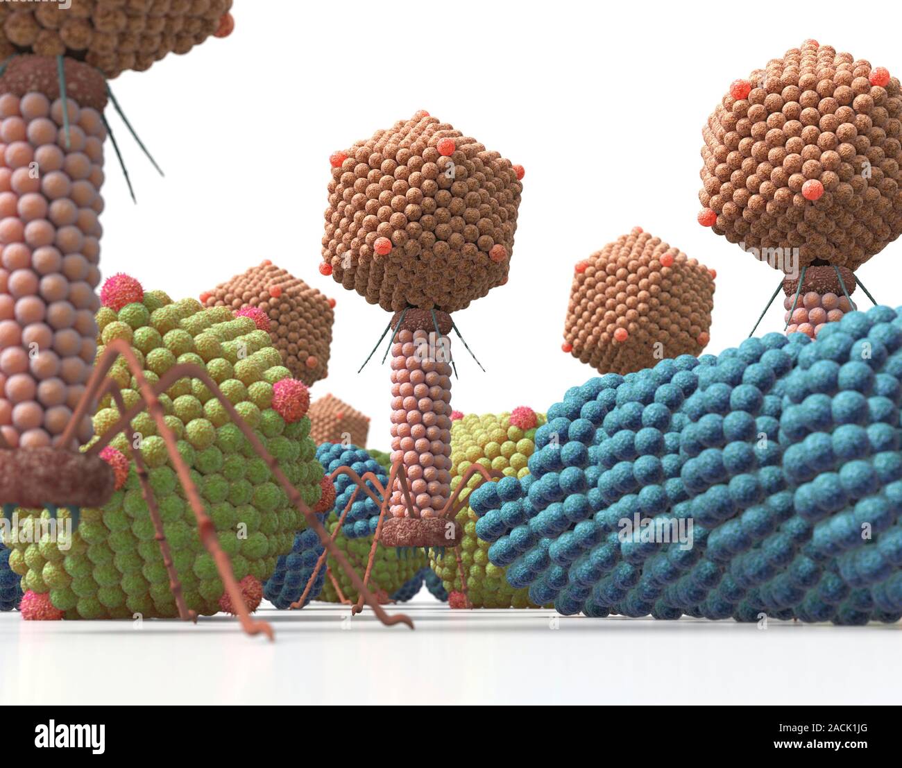 Viruses. Computer artwork showing three typical virus shapes: helical ...
