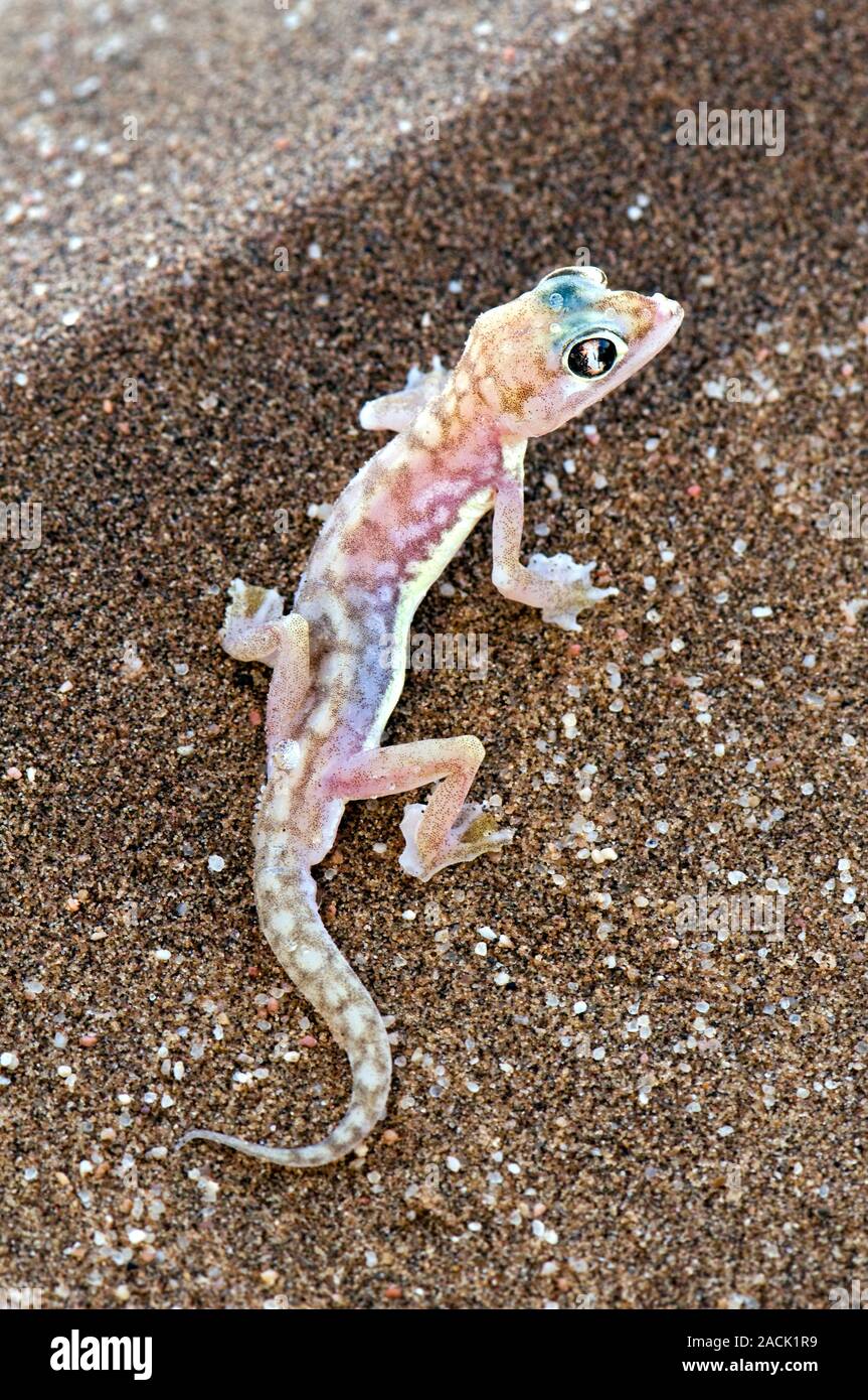 Web-footed gecko (Pachydactylus rangei), formerly known as Palmatogecko ...