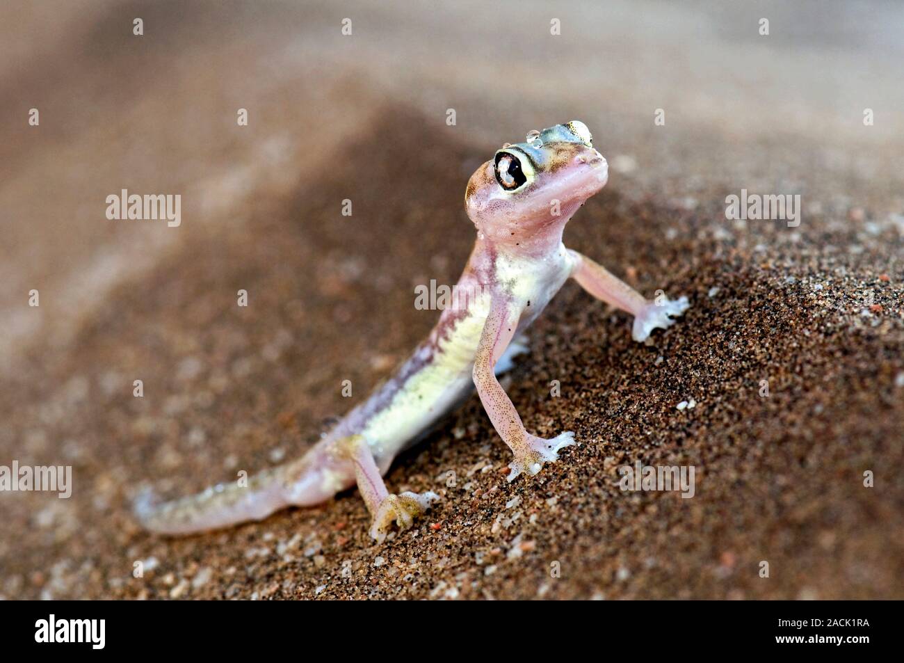 Web-footed gecko (Pachydactylus rangei), formerly known as Palmatogecko ...