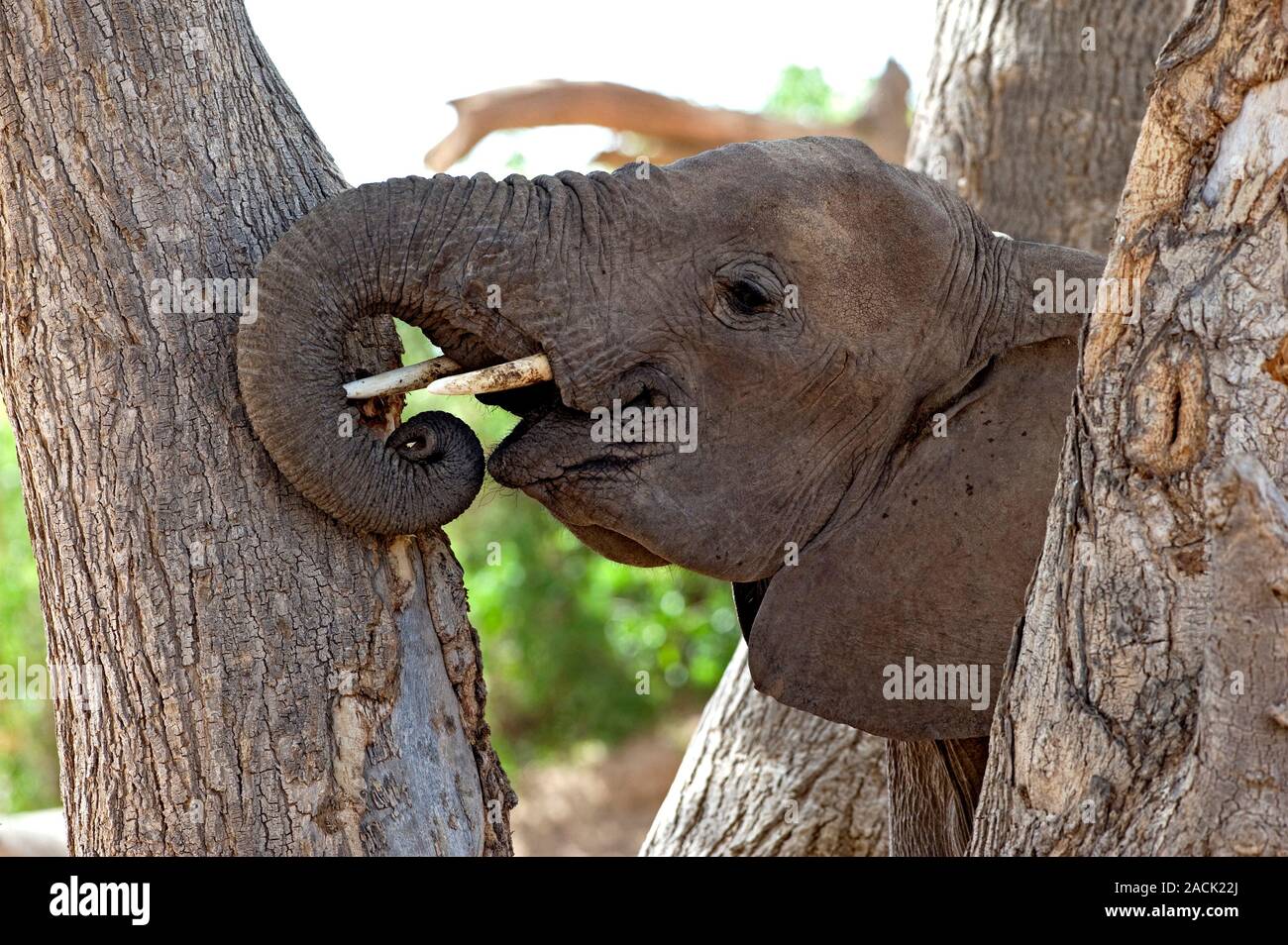 Desert-adapted elephant using its tusks to remove the bark from a tree ...