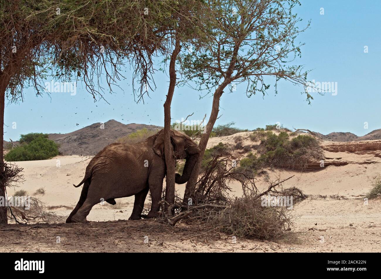 Desert-adapted elephant shaking an ana tree (Faidherbia albida) to ...