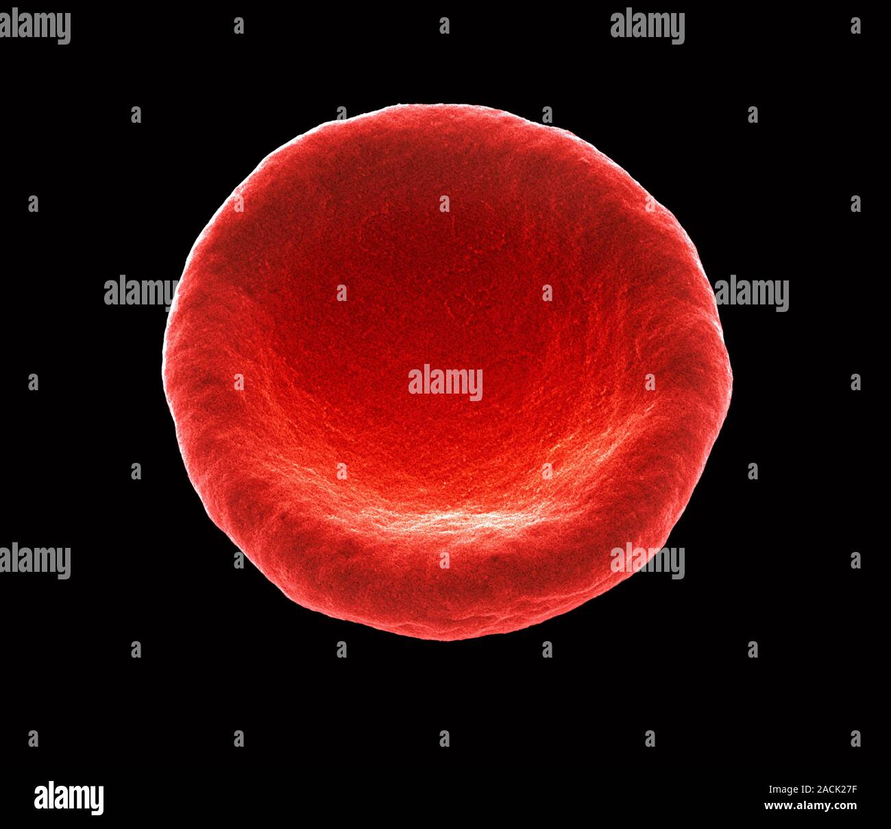 Red blood cell. Coloured scanning electron micrograph (SEM) of a human ...