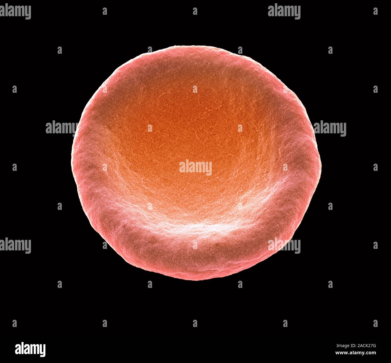 Red blood cell. Coloured scanning electron micrograph (SEM) of a human ...