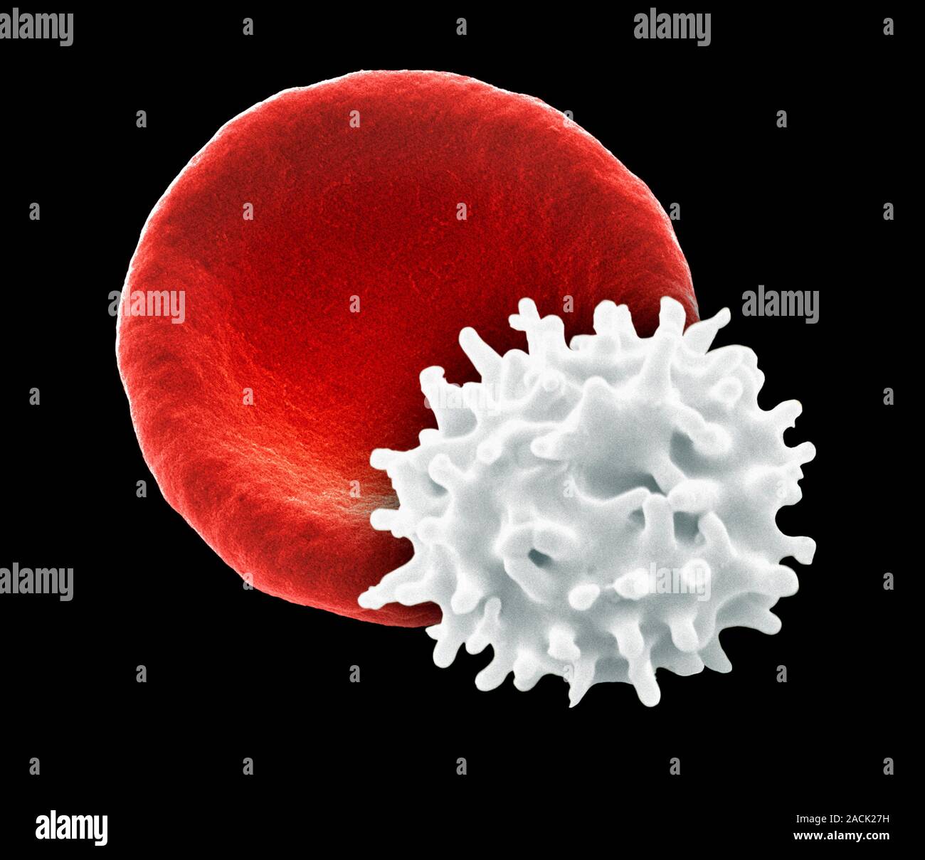 Red blood cells. Coloured scanning electron micrograph (SEM) of a ...