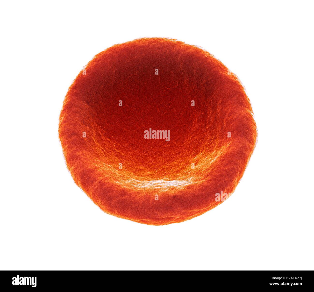 Red blood cell. Coloured scanning electron micrograph (SEM) of a human ...