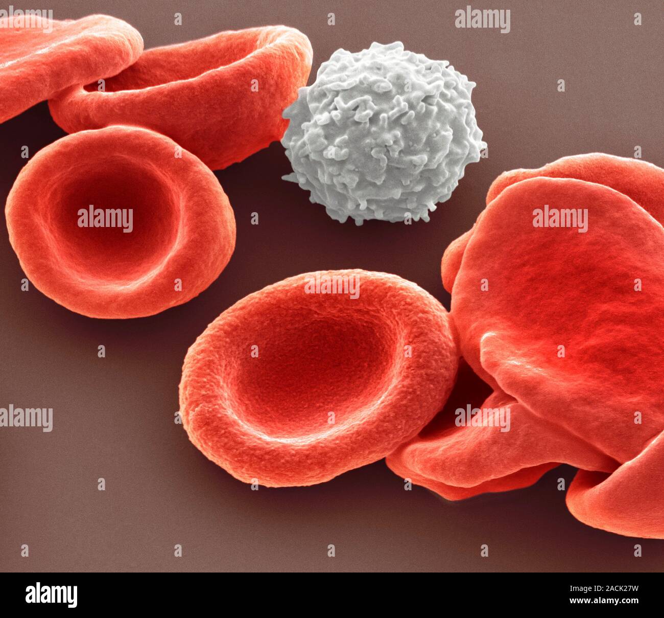 Blood cells. Coloured scanning electron micrograph (SEM) of red blood ...