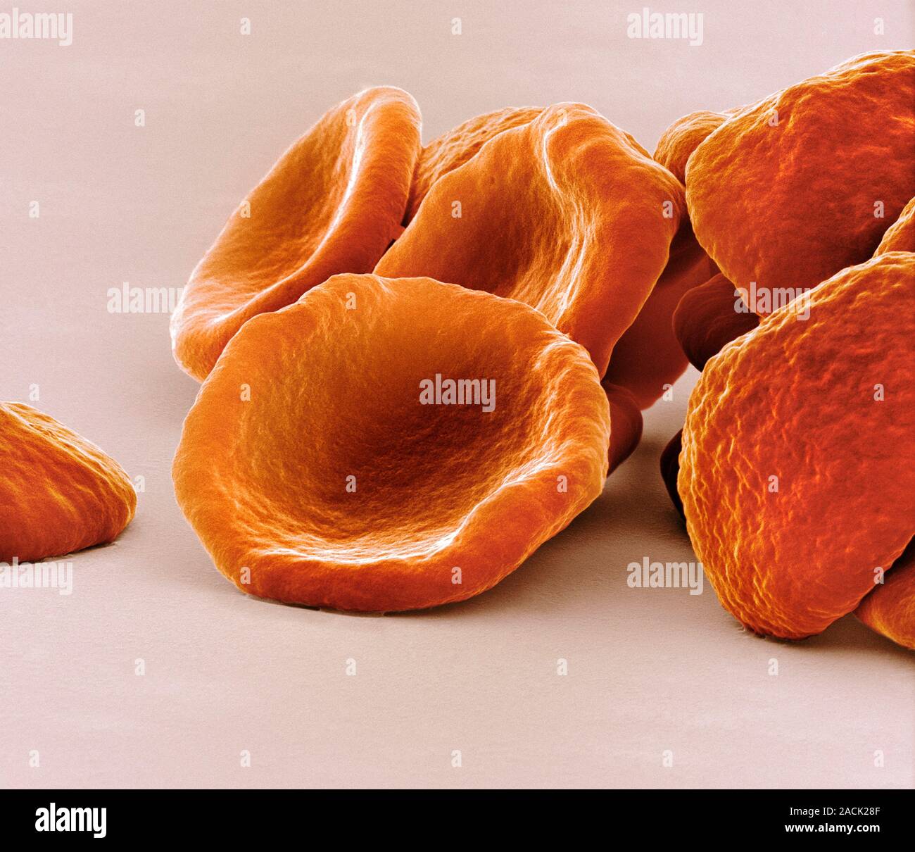 Red blood cell. Coloured scanning electron micrograph (SEM) of human ...