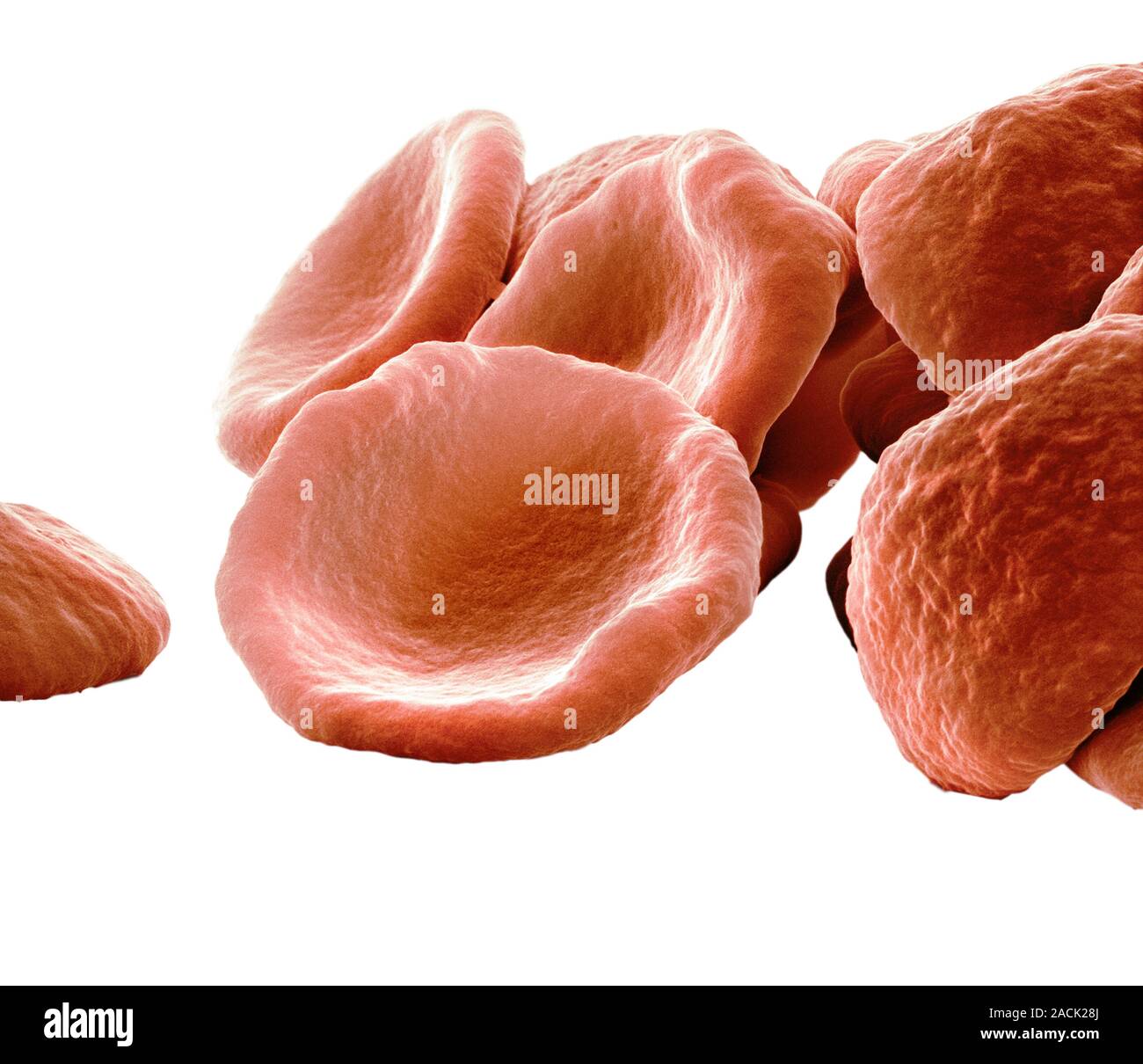 Red blood cell. Coloured scanning electron micrograph (SEM) of human ...