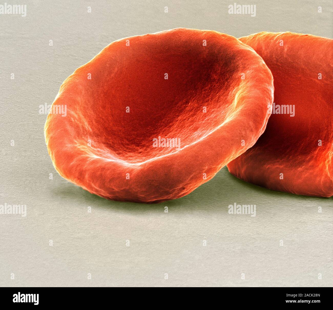Red blood cell. Coloured scanning electron micrograph (SEM) of human ...