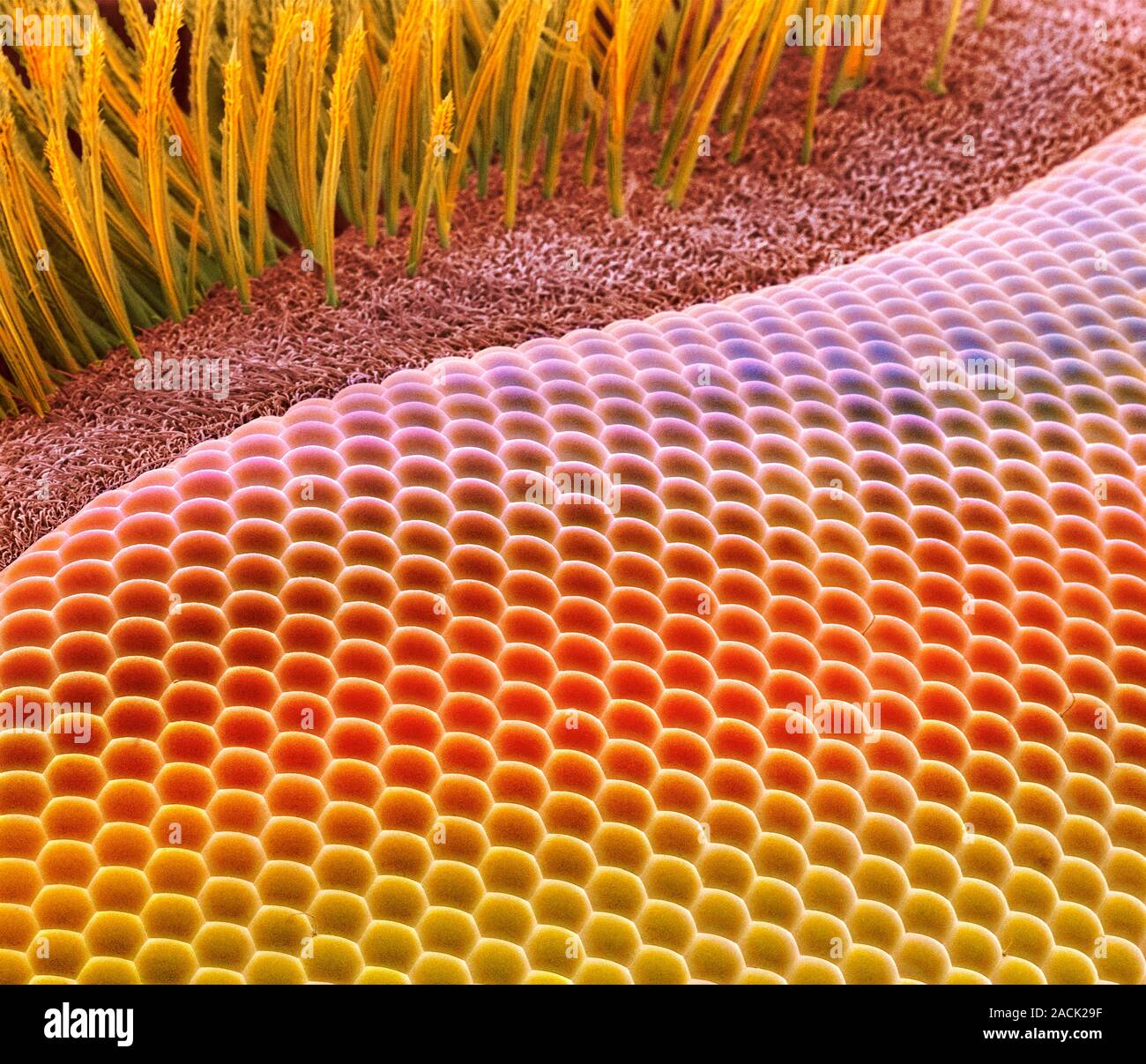 Fruit fly eye. Coloured scanning electron micrograph (SEM) showing the ...
