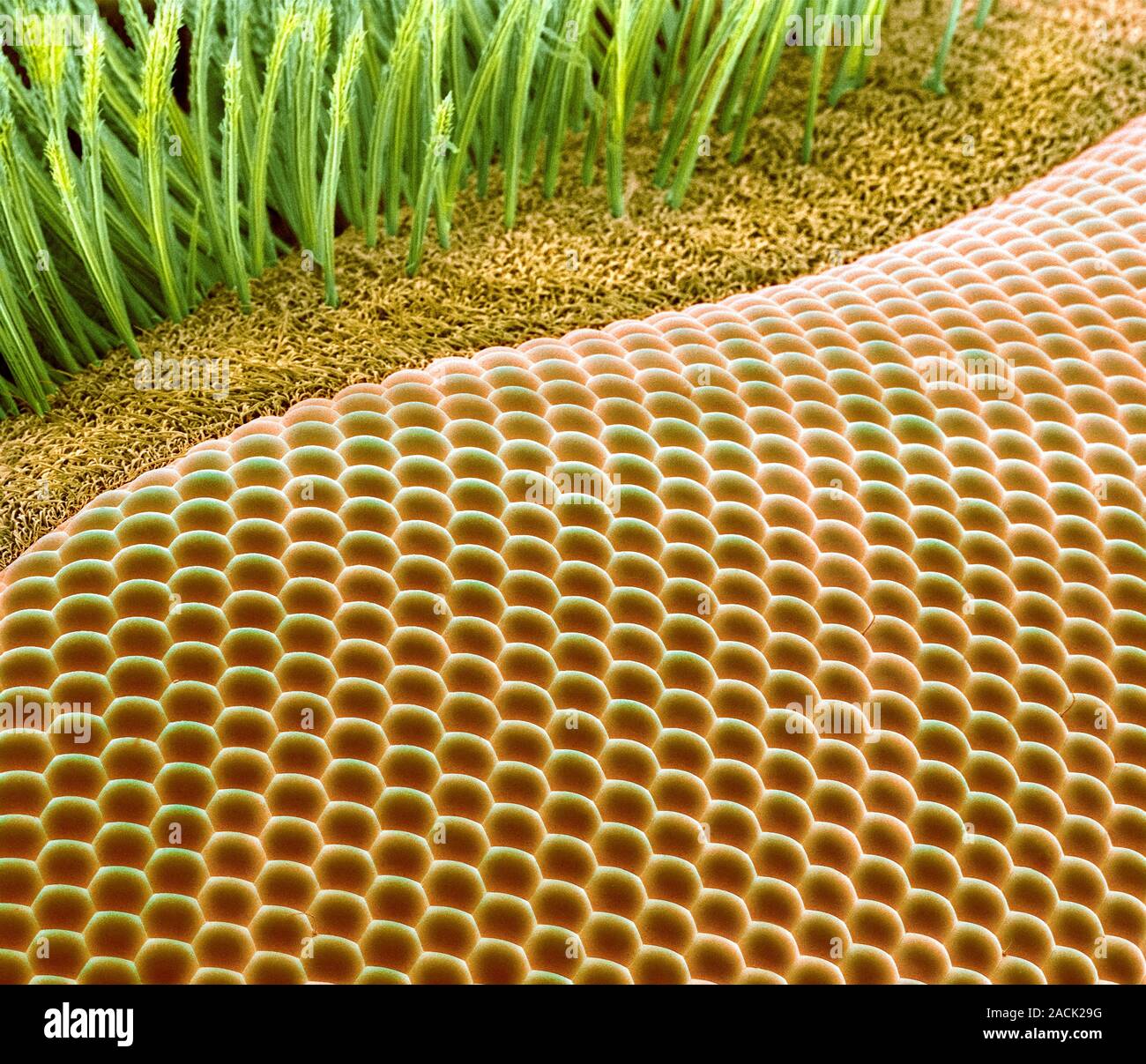 Fruit fly eye. Coloured scanning electron micrograph (SEM) showing the ...