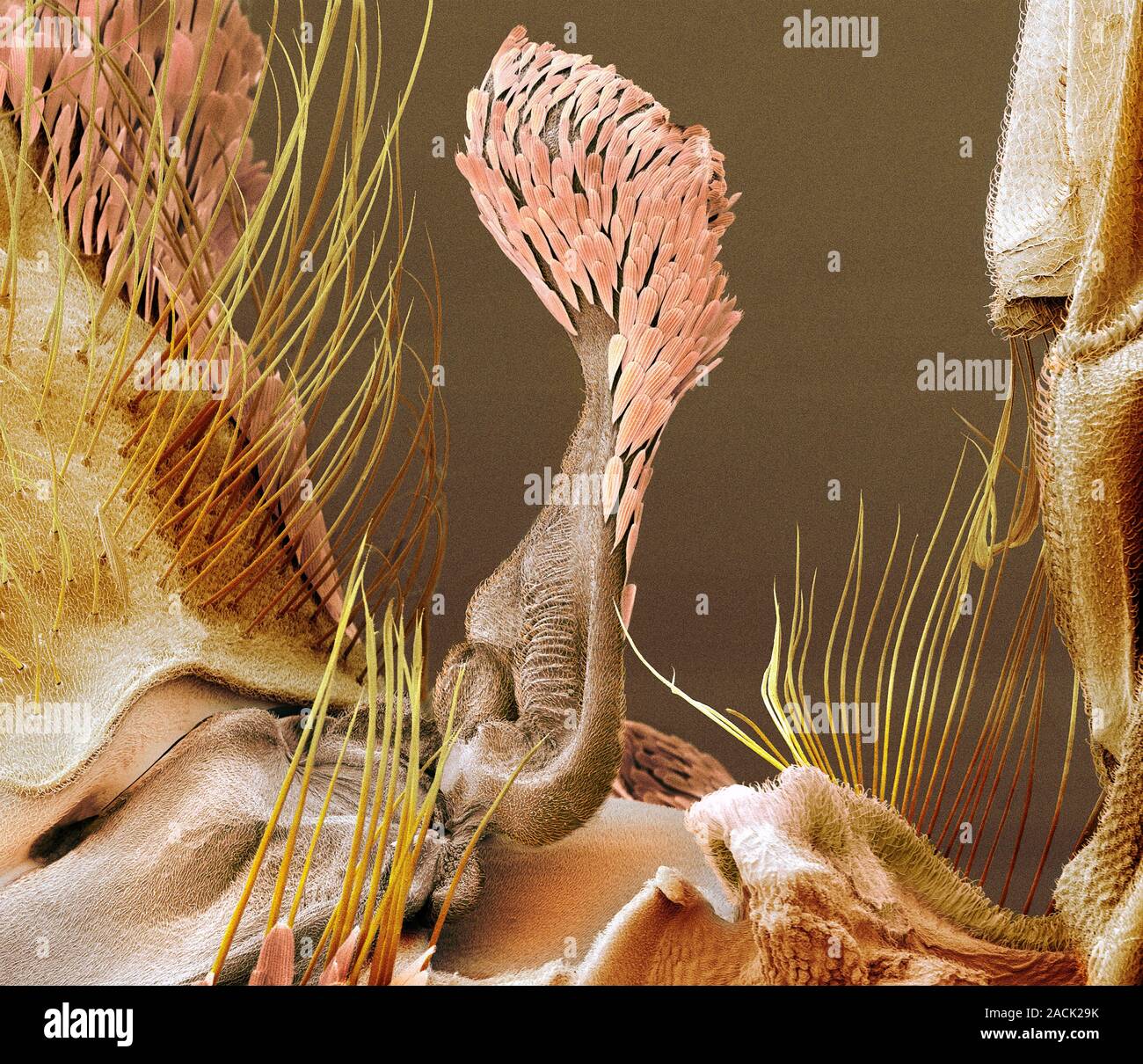 Mosquito haltere. Coloured scanning electron micrograph (SEM) of a ...