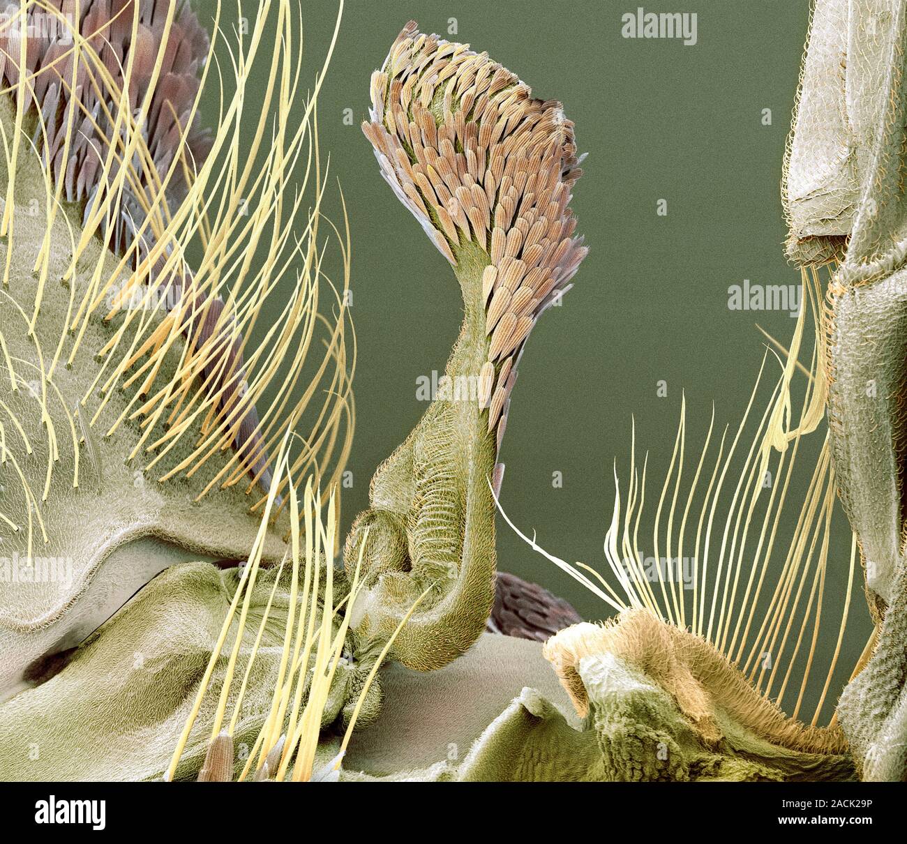 Mosquito haltere. Coloured scanning electron micrograph (SEM) of a ...