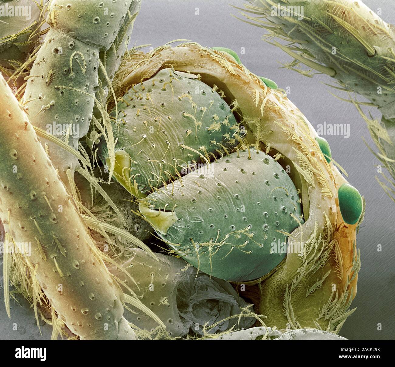 Jumping spider jaws. Coloured scanning electron micrograph (SEM) of the ...