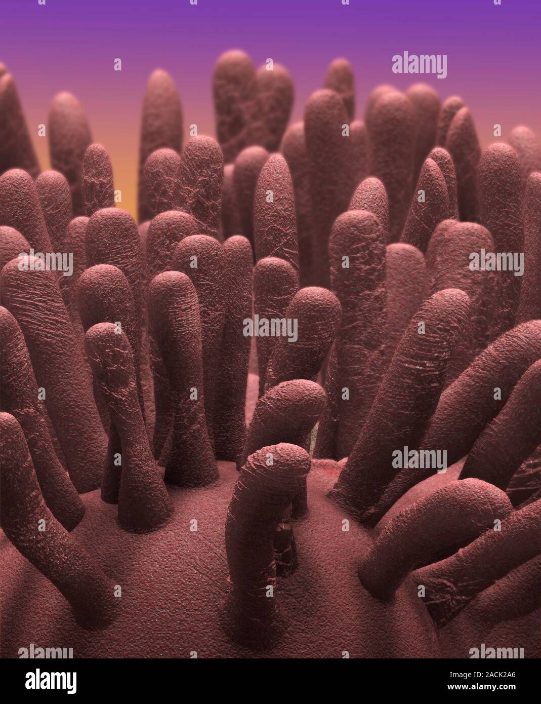 Villi. Computer artwork of villi in the intestine. Villi are numerous ...