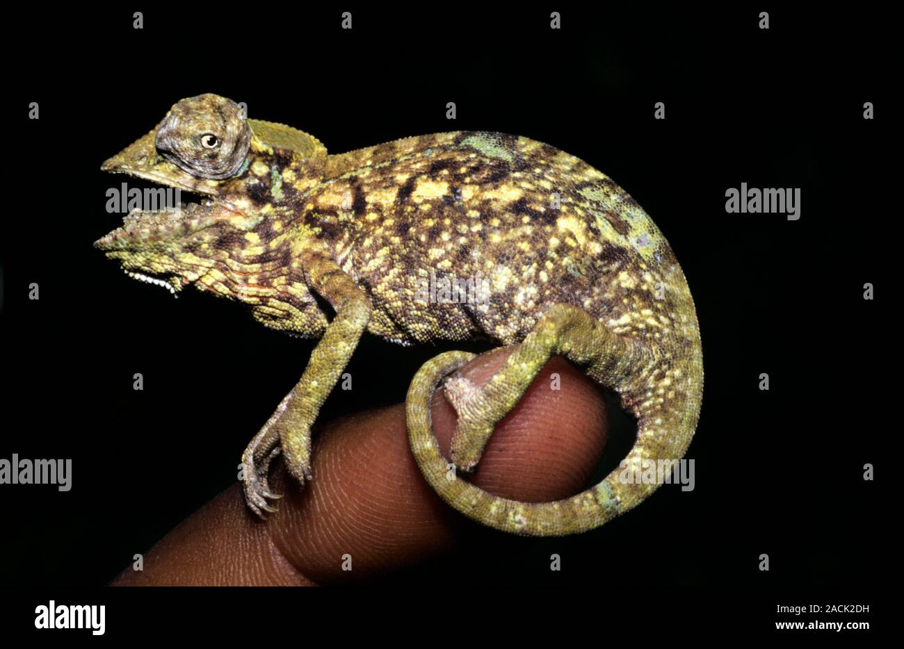 Jewel, or carpet, chameleon (Furcifer lateralis) on a person's finger ...