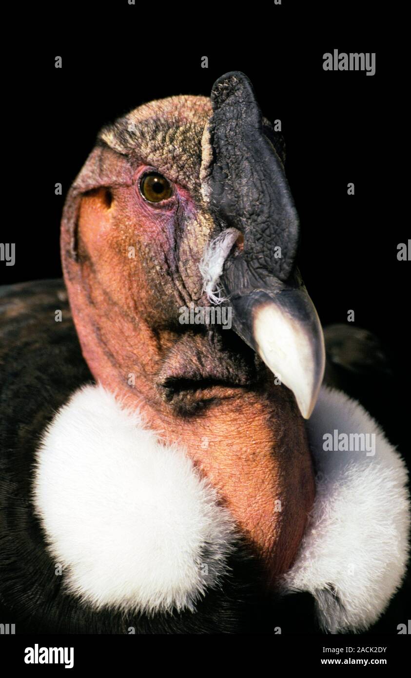 Andean condor. Close-up of the head of an Andean condor (Vultur gryphus ...
