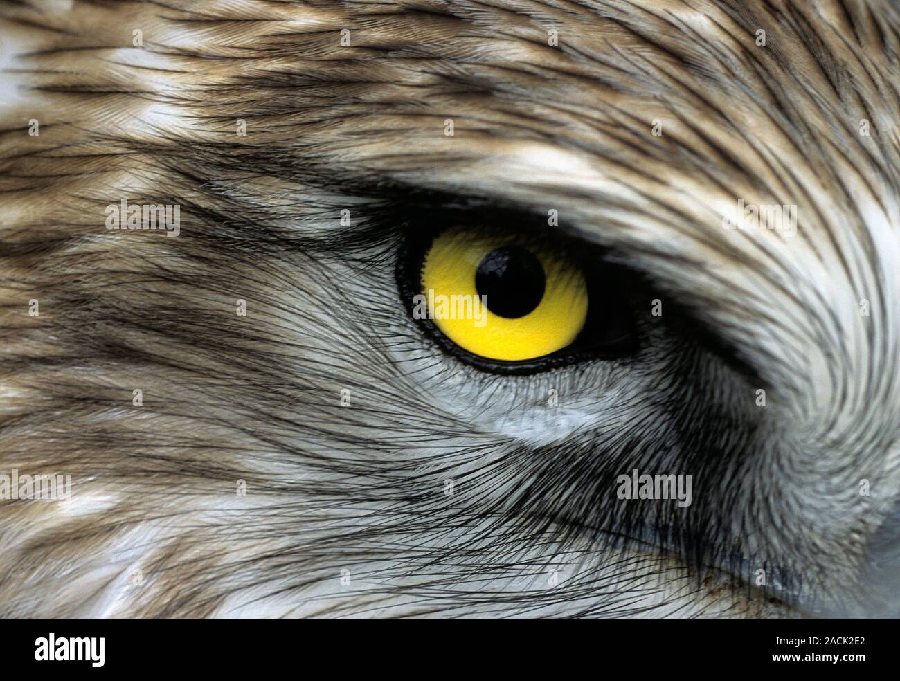 Short-toed eagle. Close-up of the eye of a short-toed eagle (Circaetus ...
