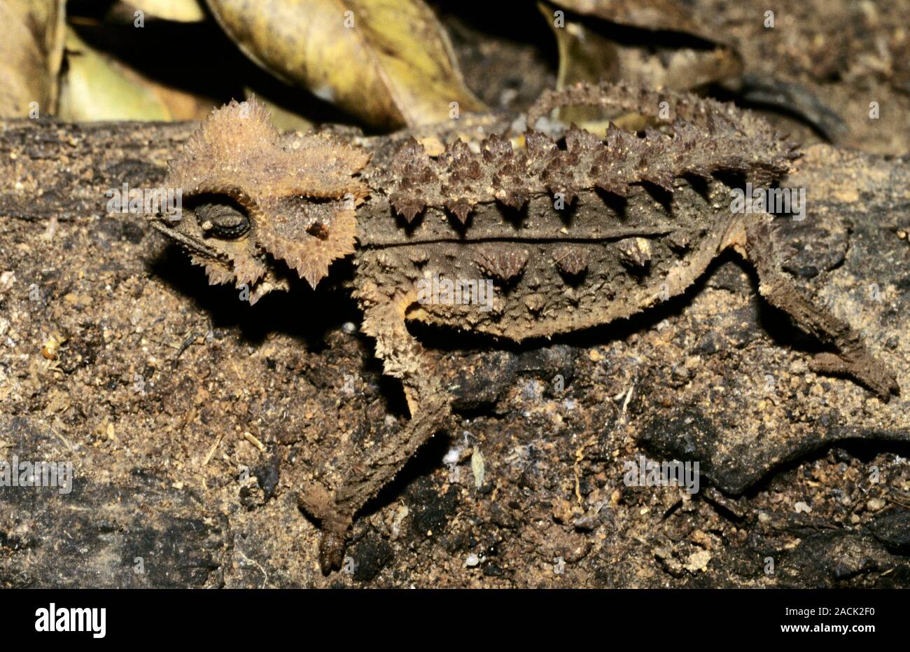 Armoured leaf chameleon (Brookesia perarmata) on a branch. Photographed ...