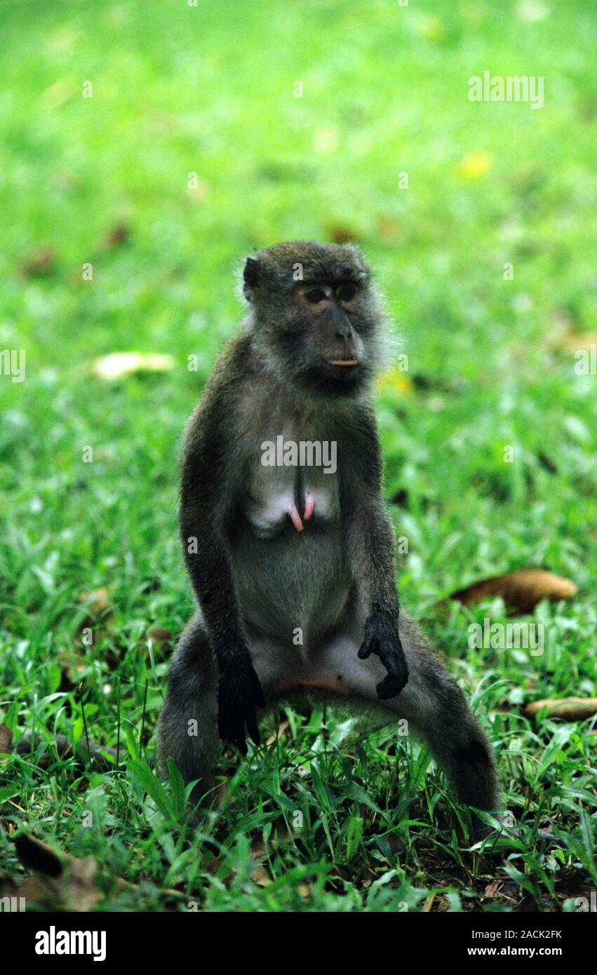 Long-tailed macaque (Macaca fascicularis) on its hind legs ...