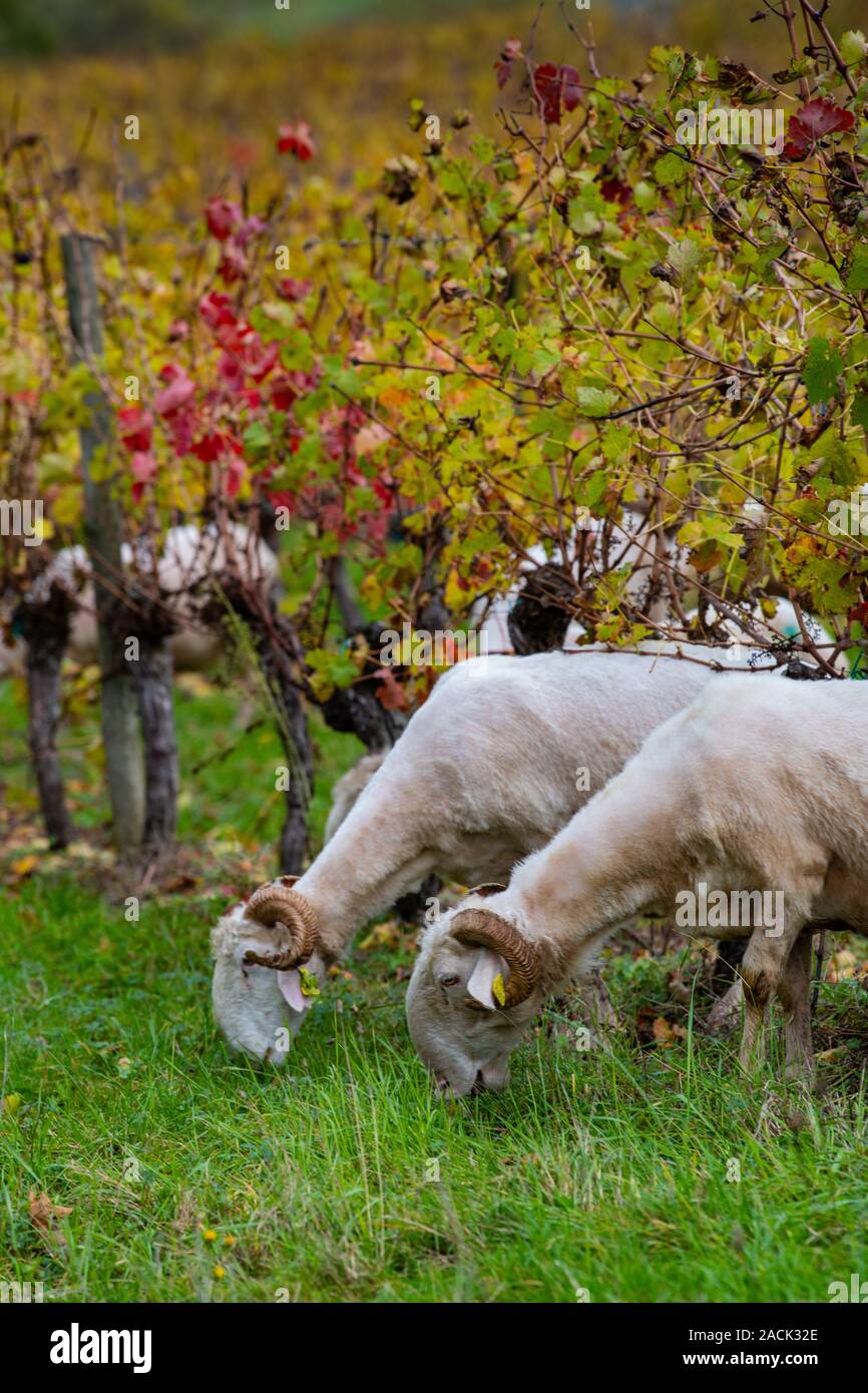 Sustainable development, Flock of sheep grazing grass in Bordeaux Vineyard Stock Photo - Alamy