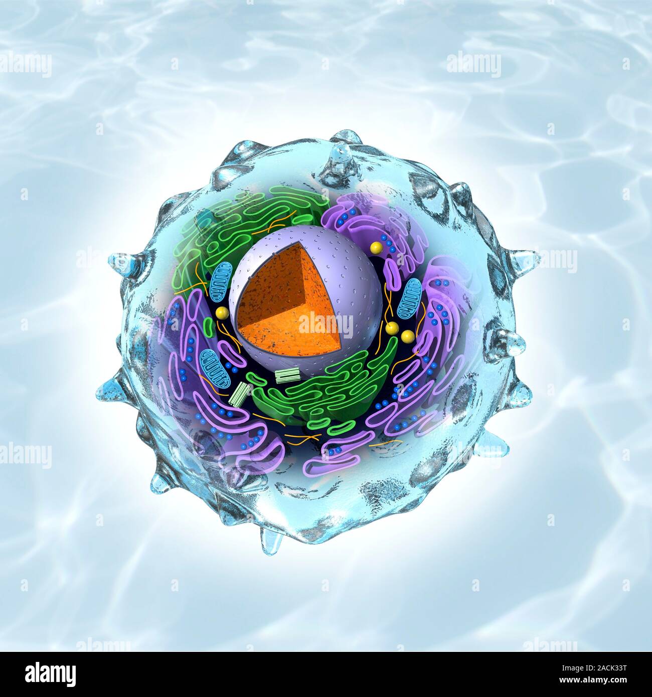 Animal cell structure. Artwork showing the internal structure of an ...