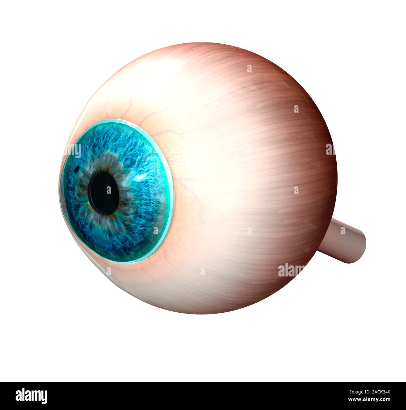 Human eyeball. Artwork of a human eyeball, showing the outer sclera ...