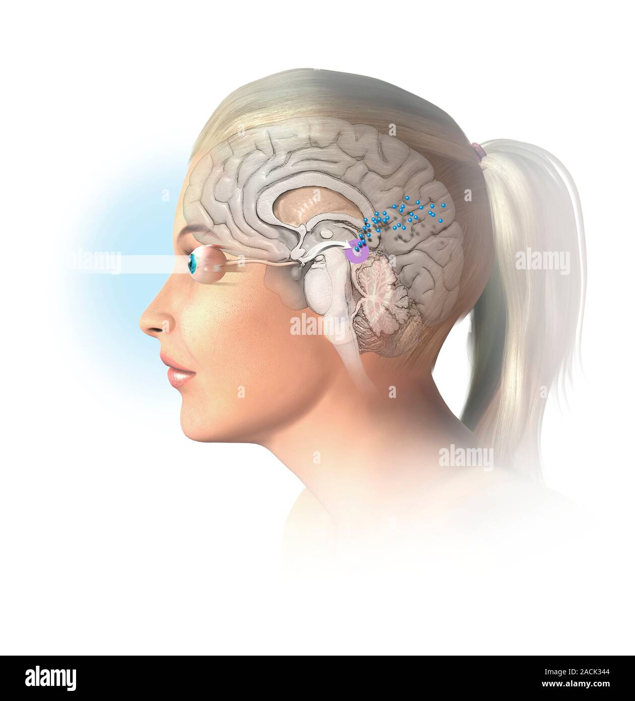 Melatonin brain function. Artwork showing how the hormone melatonin ...