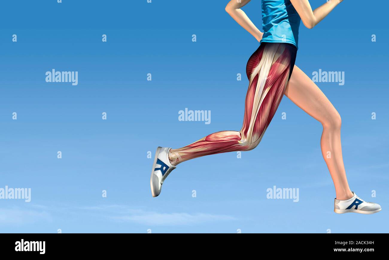 Leg muscles in running. Artwork showing the muscles in the leg of a ...