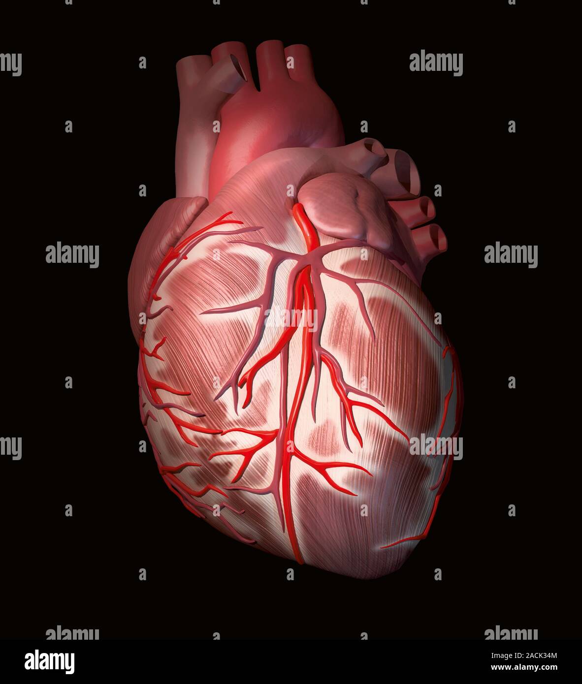 Normal human heart. Artwork showing the external anatomy of a human ...