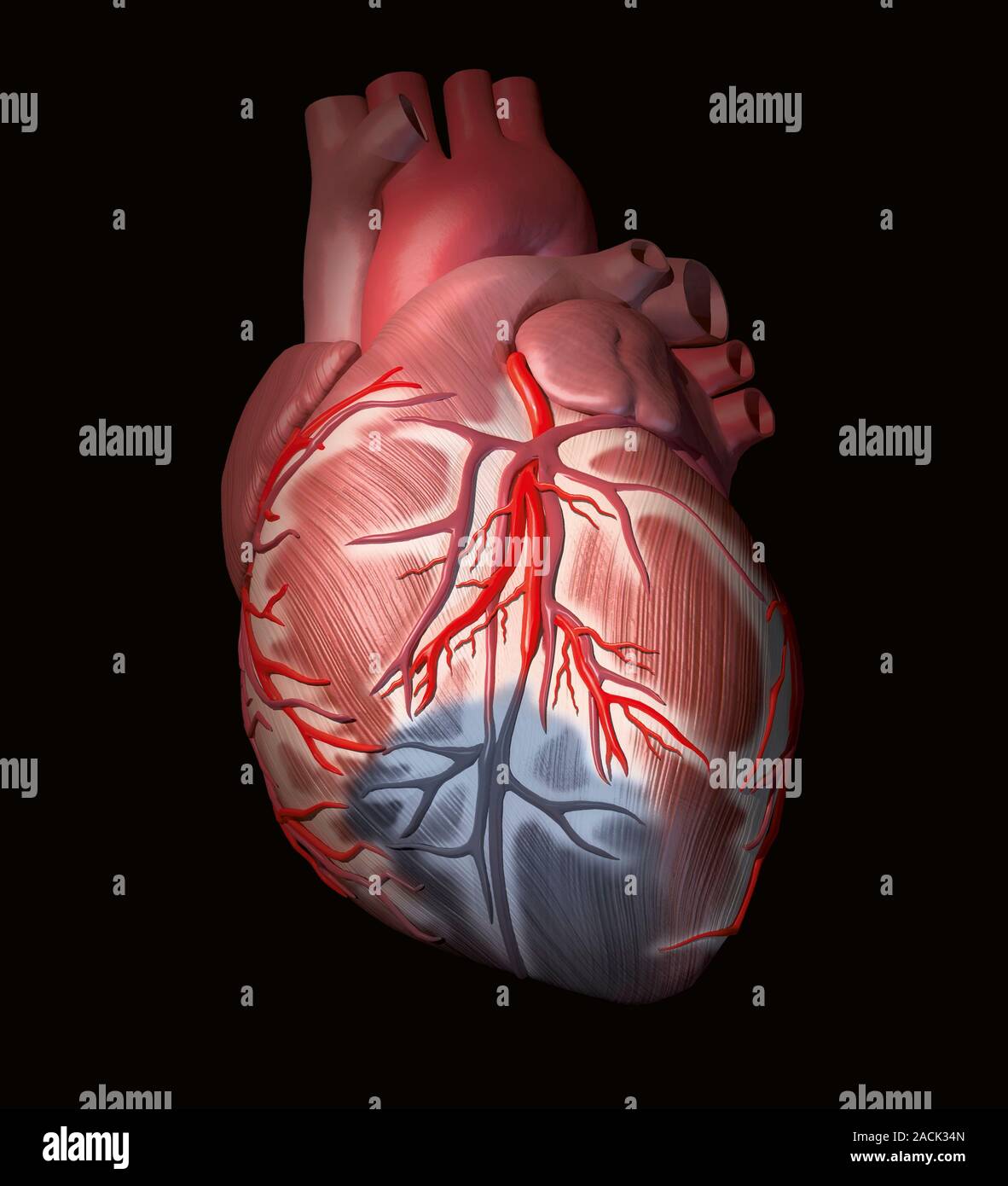 External View Of The Human Heart Coronary Arteries