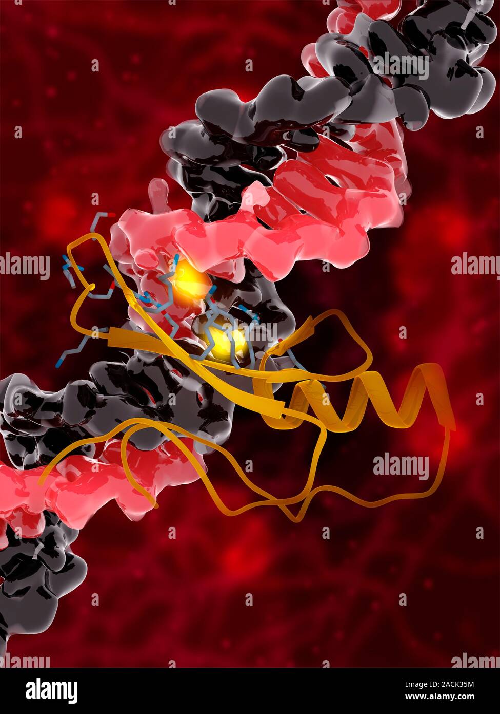 DNA and MECP2 complex. Computer artwork showing the molecular structure ...