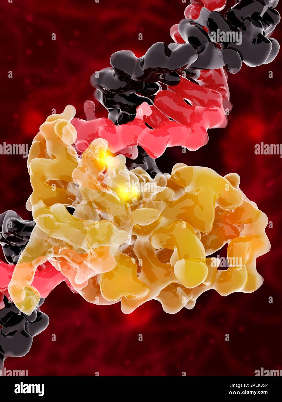 DNA and MECP2 complex. Computer artwork showing the molecular structure ...