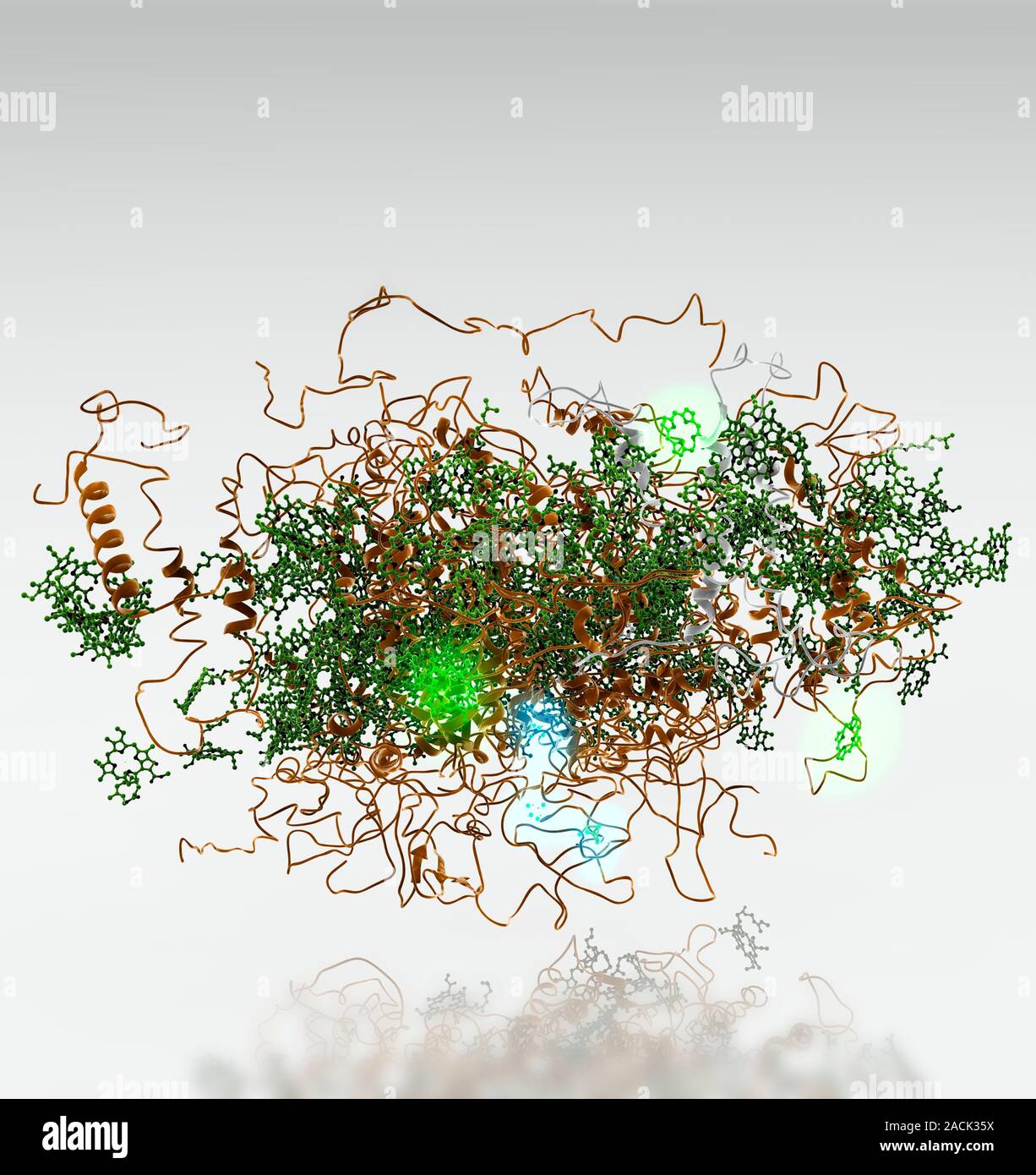 Photosystem I. Computer model showing the molecular structure of ...