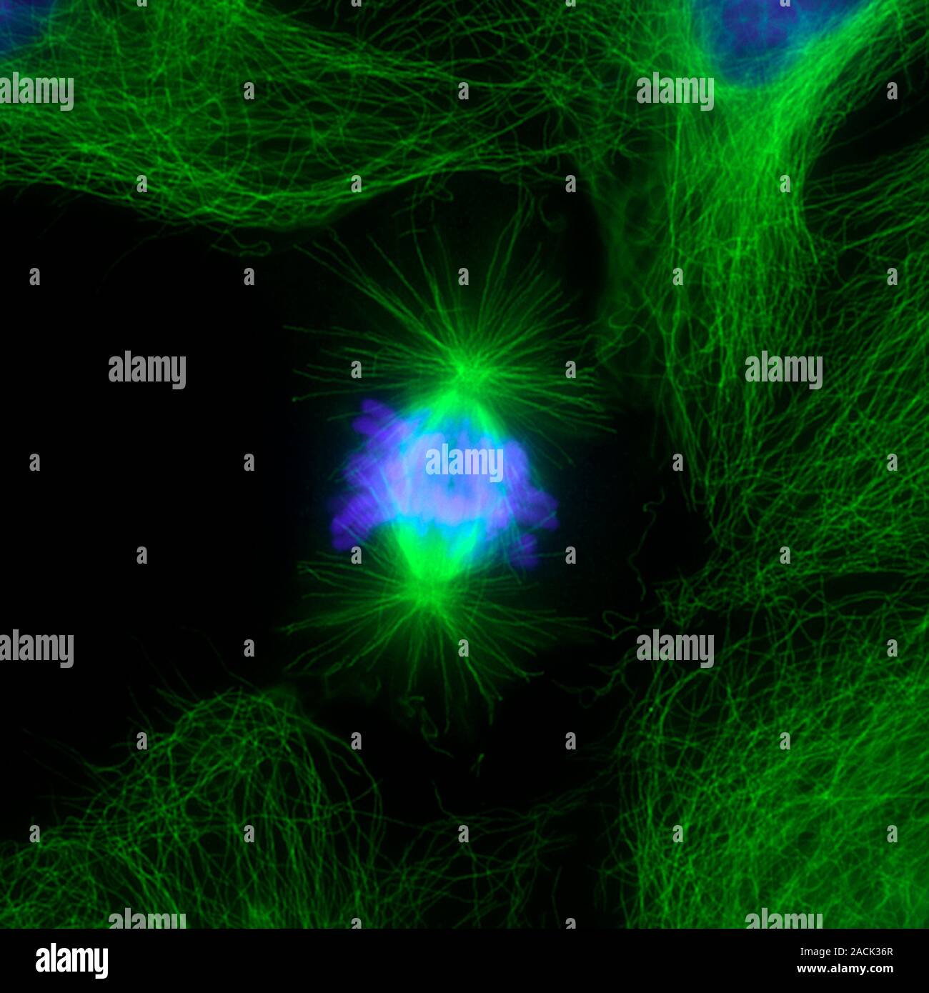 Cell division. Immunofluorescent light micrograph of a human epithelial ...