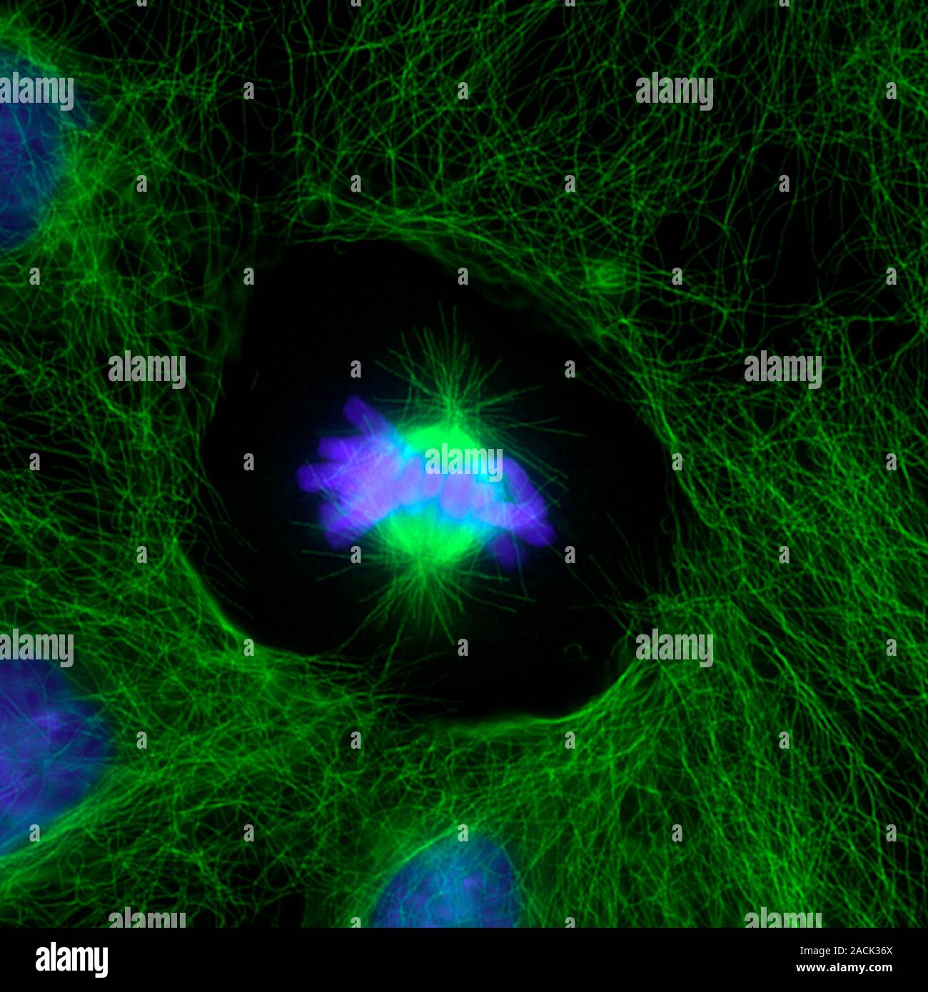 Cell division. Immunofluorescent light micrograph of a human epithelial ...