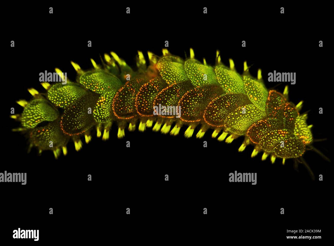 Marine worm fluorescing. Image showing the ability of the polychaete ...