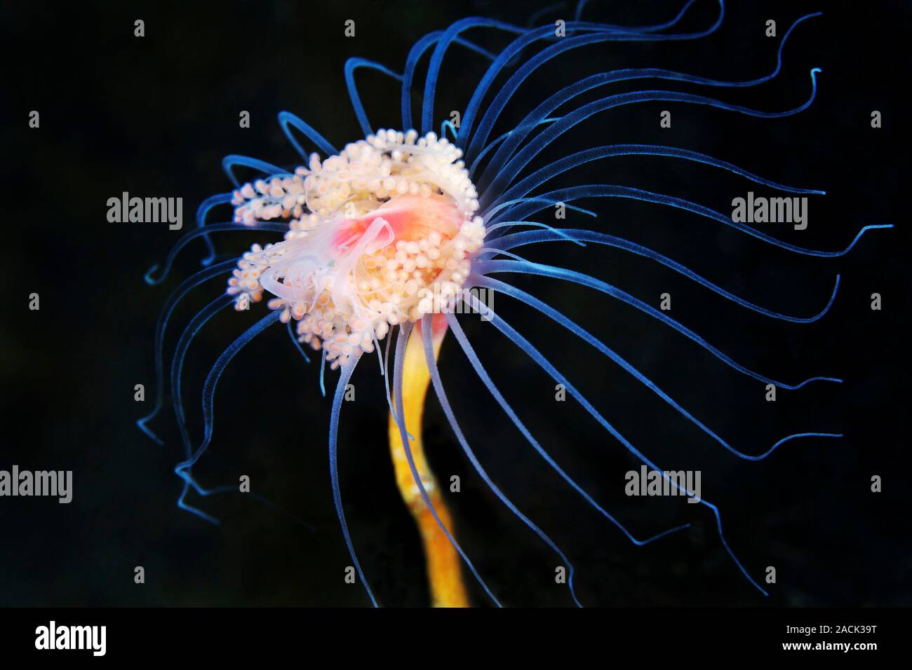 Hydrozoan (Tubularia indivisa). Hydrozoa are a type of cnidarian and ...