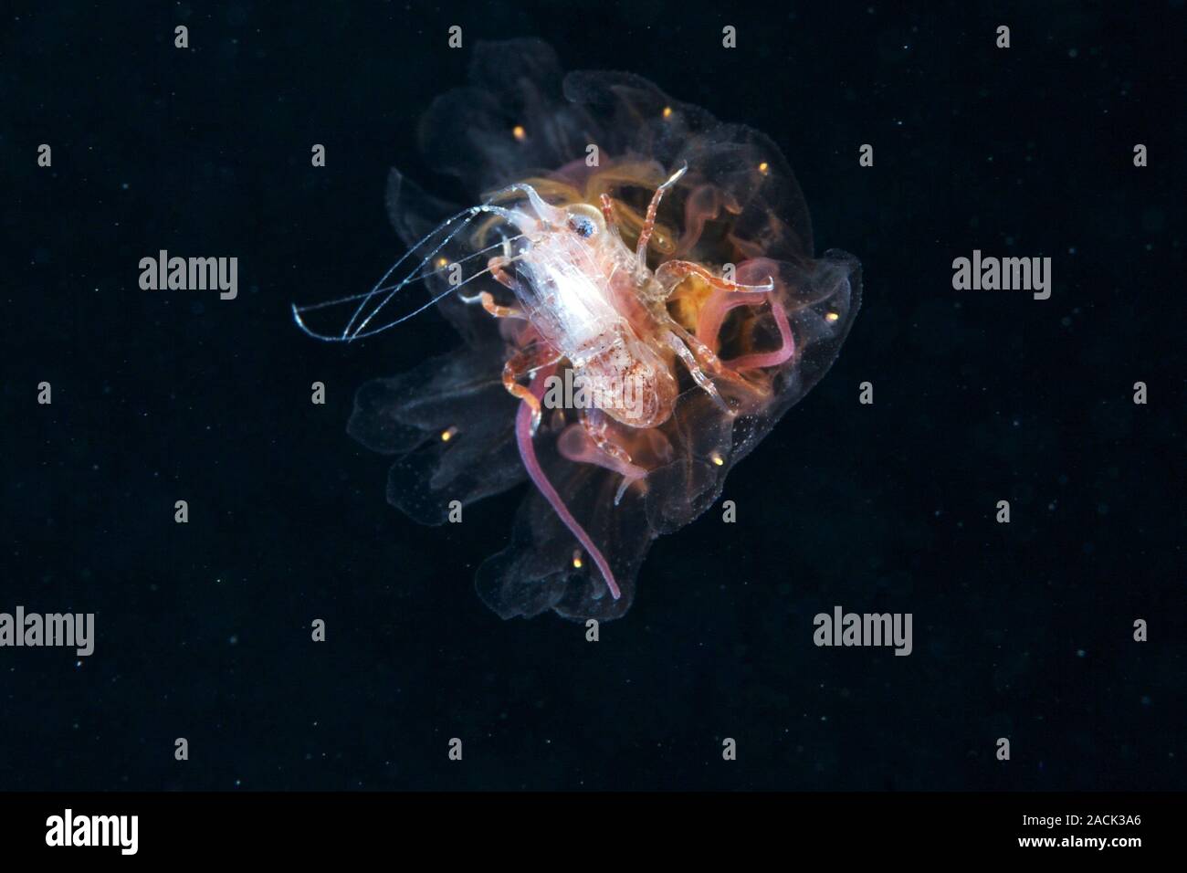 Amphipod inside a lion's mane jellyfish. Small crustacean (Hyperia ...