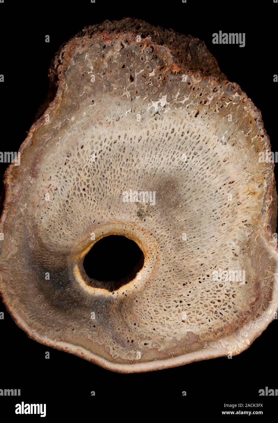 Fossilised tree fern. Polished slab cut from the fossilised trunk of an ...