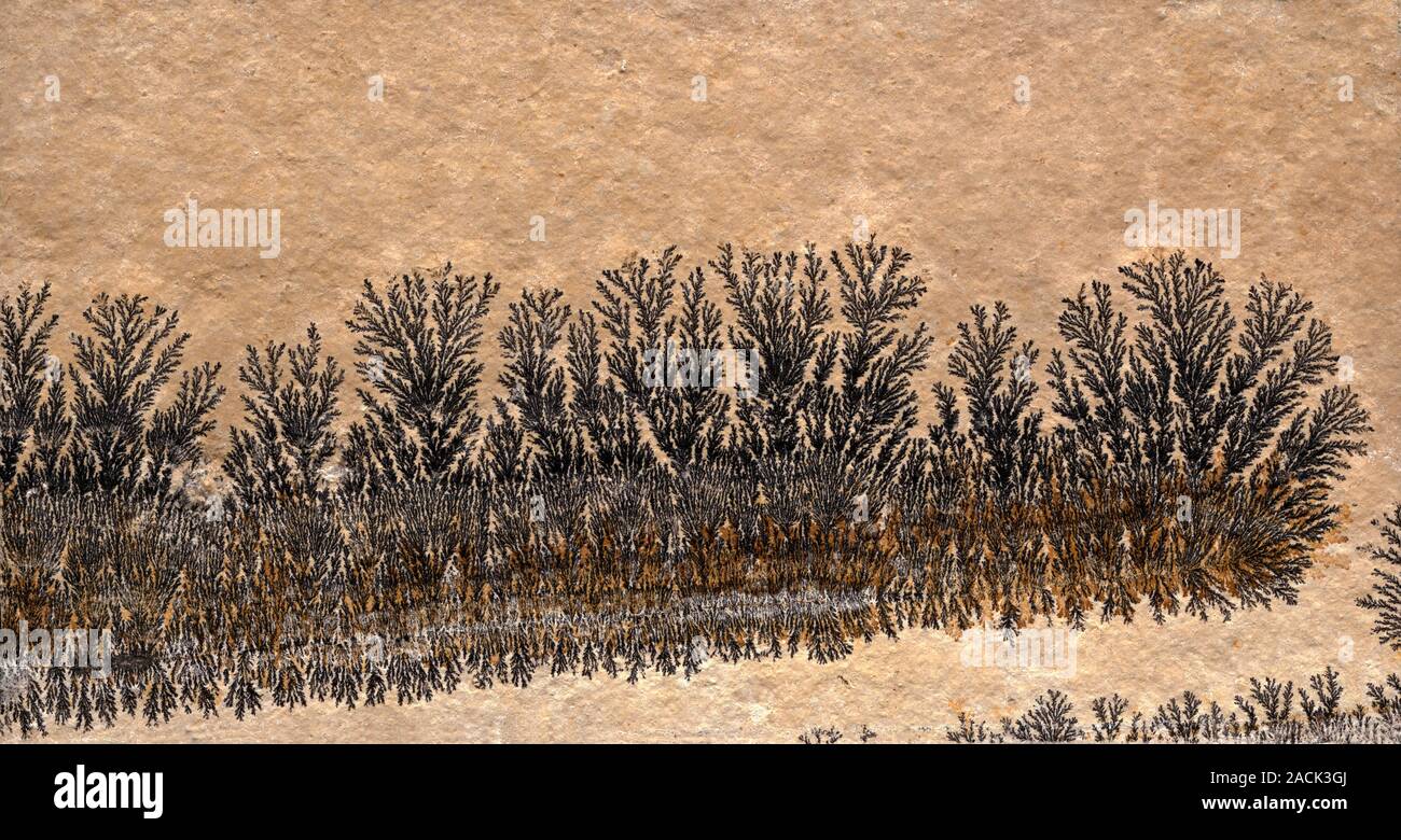 Dendrites in Solnhofen stone. Dendritic (branchlike) mineralisations of ...