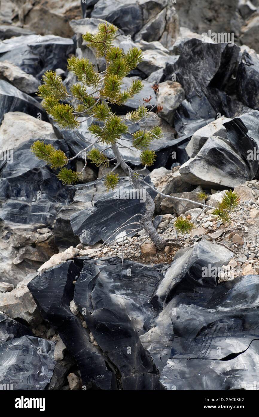 Obsidian flow. Young fir tree growing on a rock face made of obsidian ...
