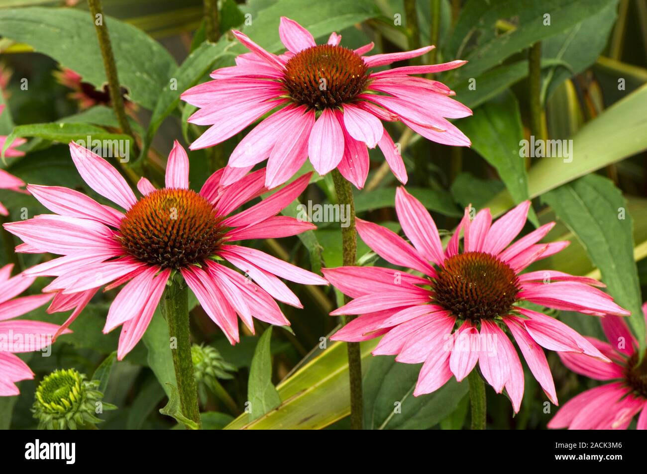 Coneflower (Echinacea purpurea 'Rubinstern') flowering in Summer Stock ...