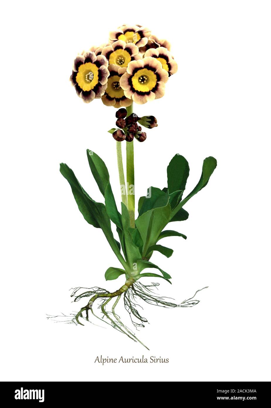 Alpine Primrose (Primula auricula), illustration Stock Photo - Alamy