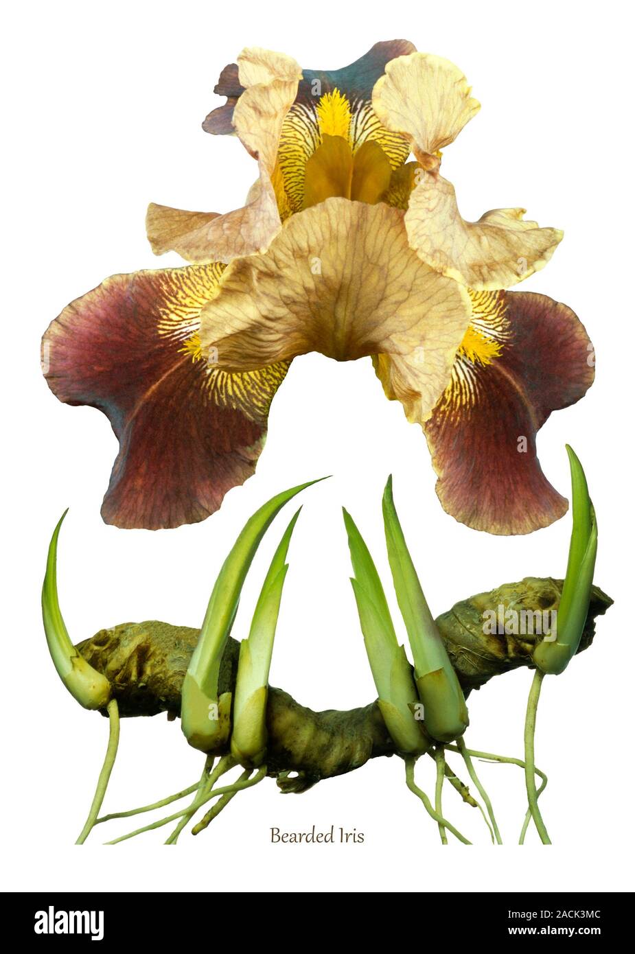 Bearded Iris, illustration Stock Photo - Alamy