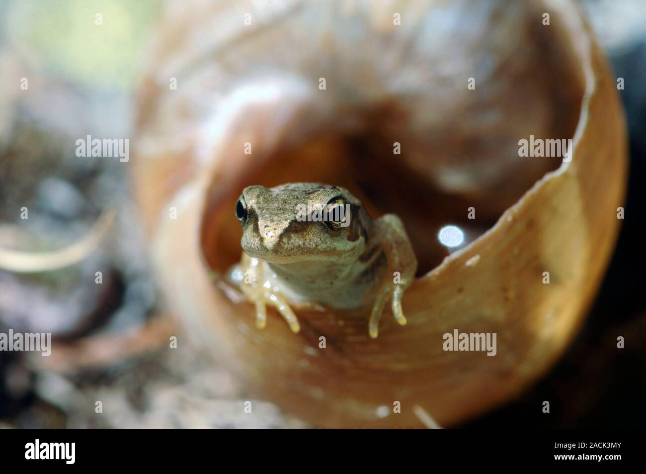 Frog in a snail shell Stock Photo - Alamy