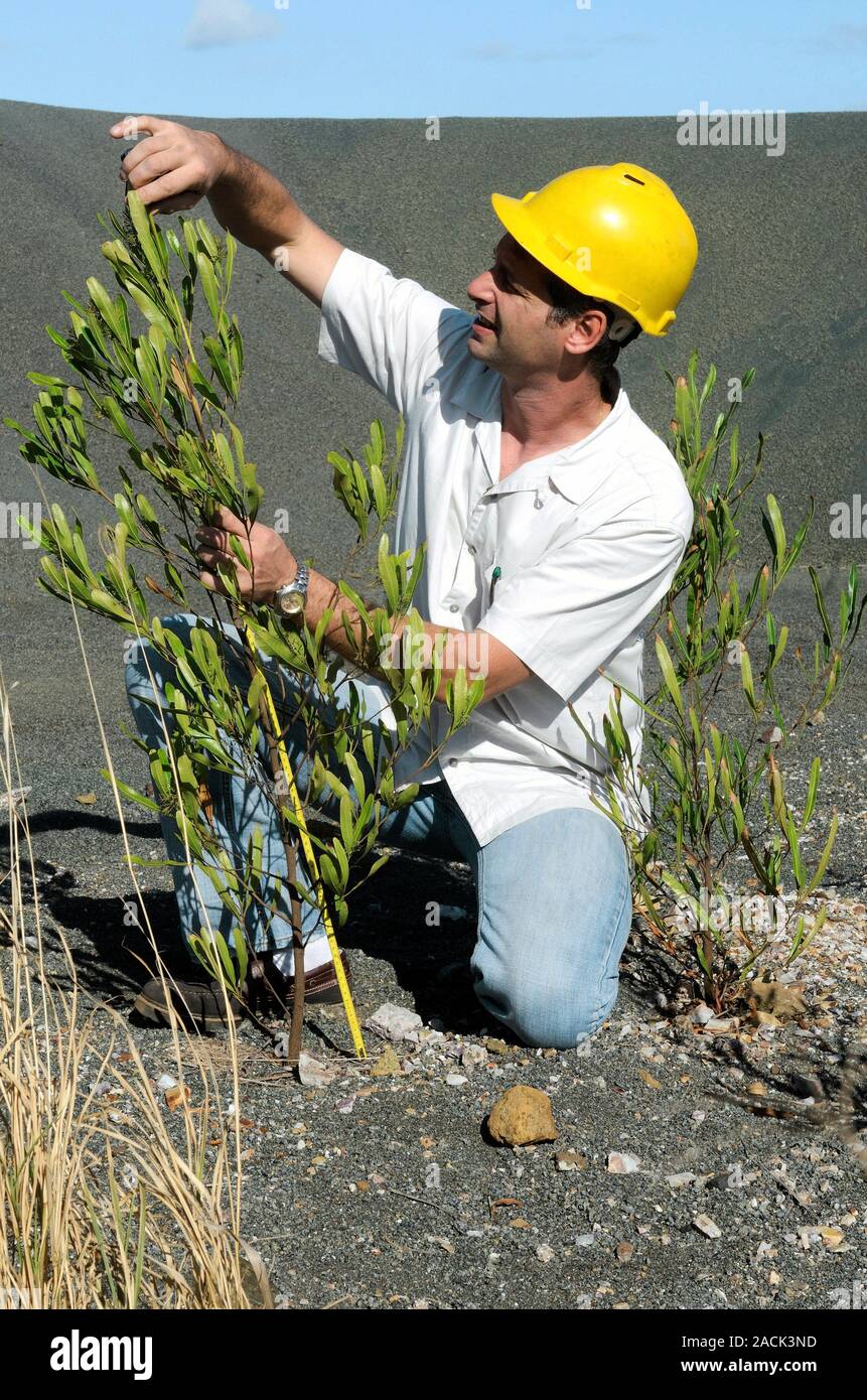 Plant research. Researcher studying a plant growing in contaminated ...