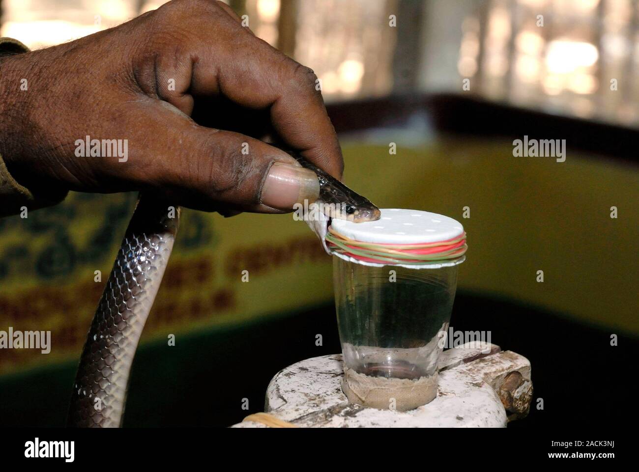 Collecting snake venom. Member of the Irula tribe in Tamil Nadu, India ...