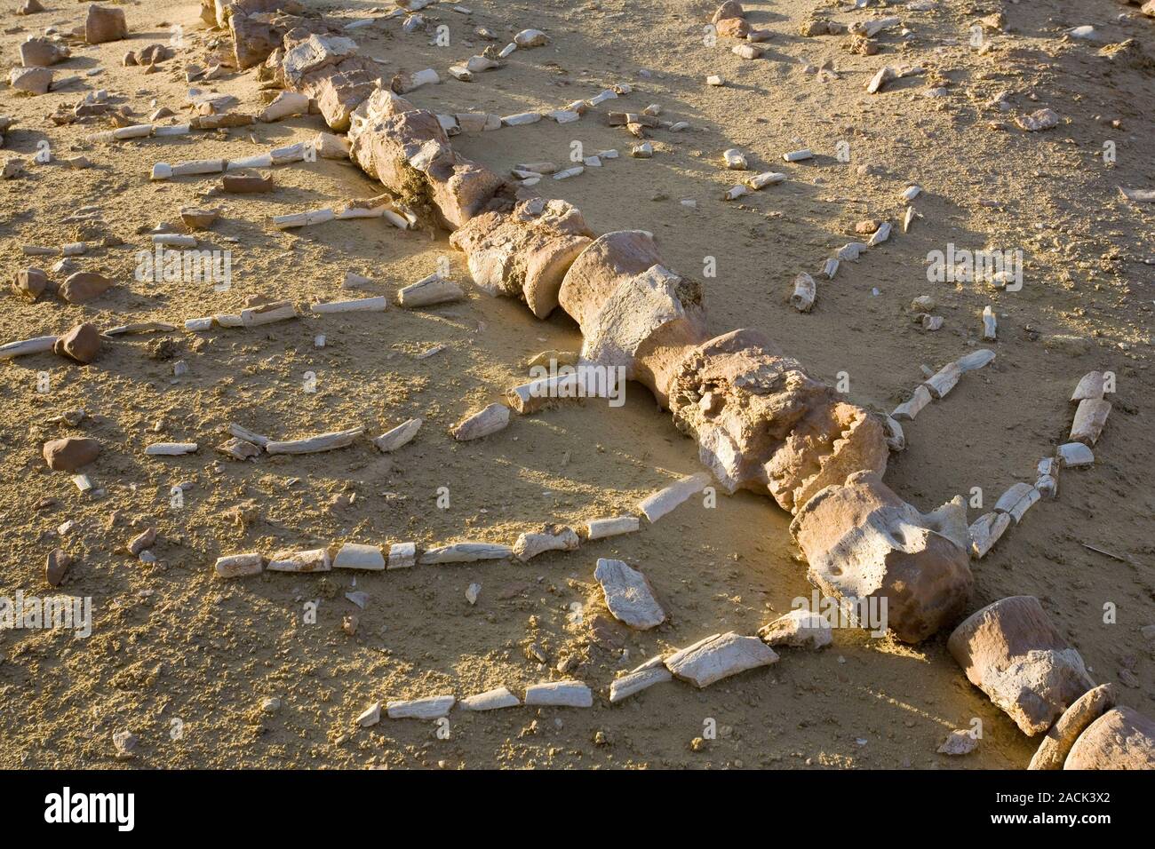 Whale fossil. Fossilised spine and ribs of a prehistoric cetacean ...