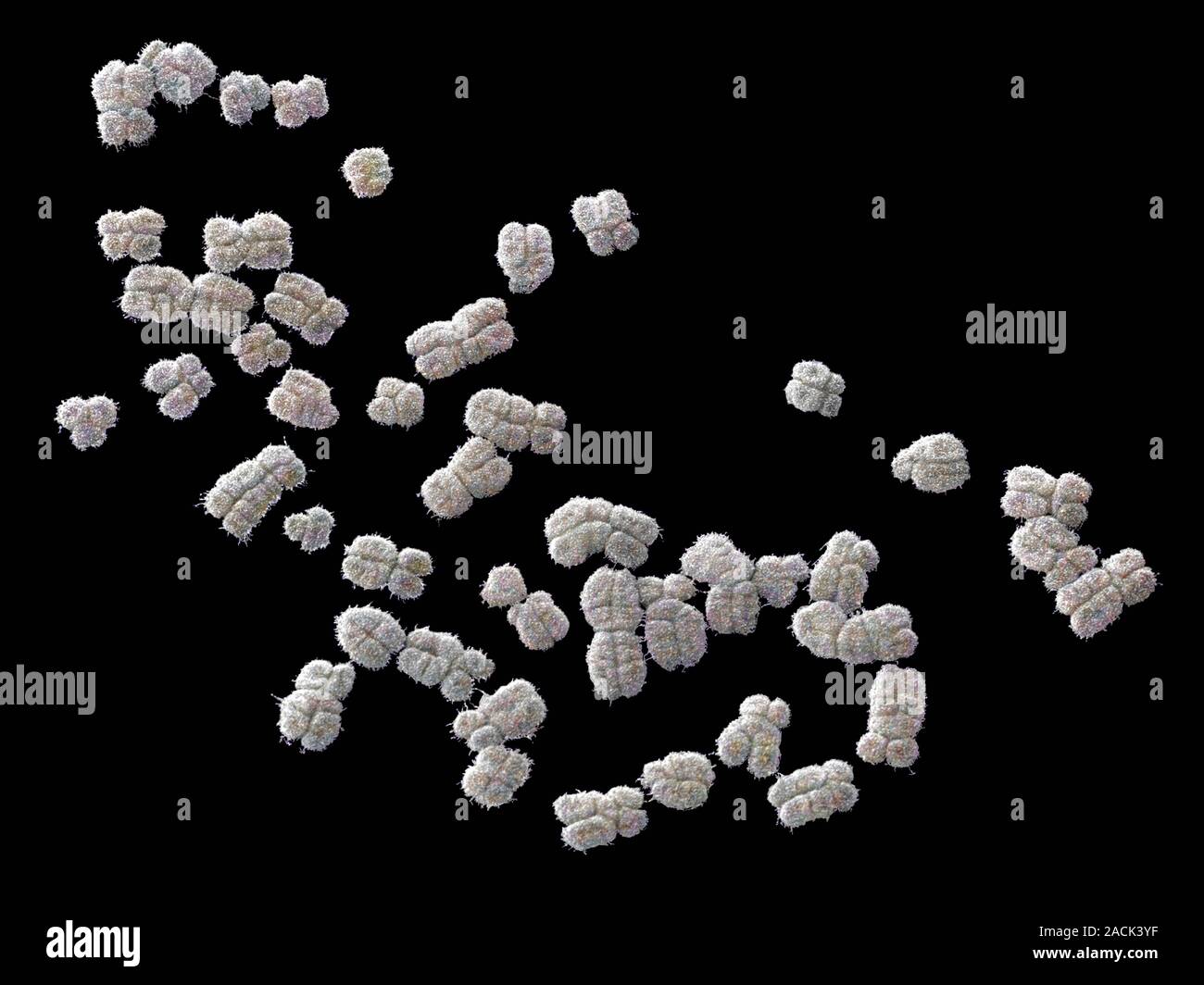 Set of human chromosomes, coloured scanning election micrograph (SEM ...